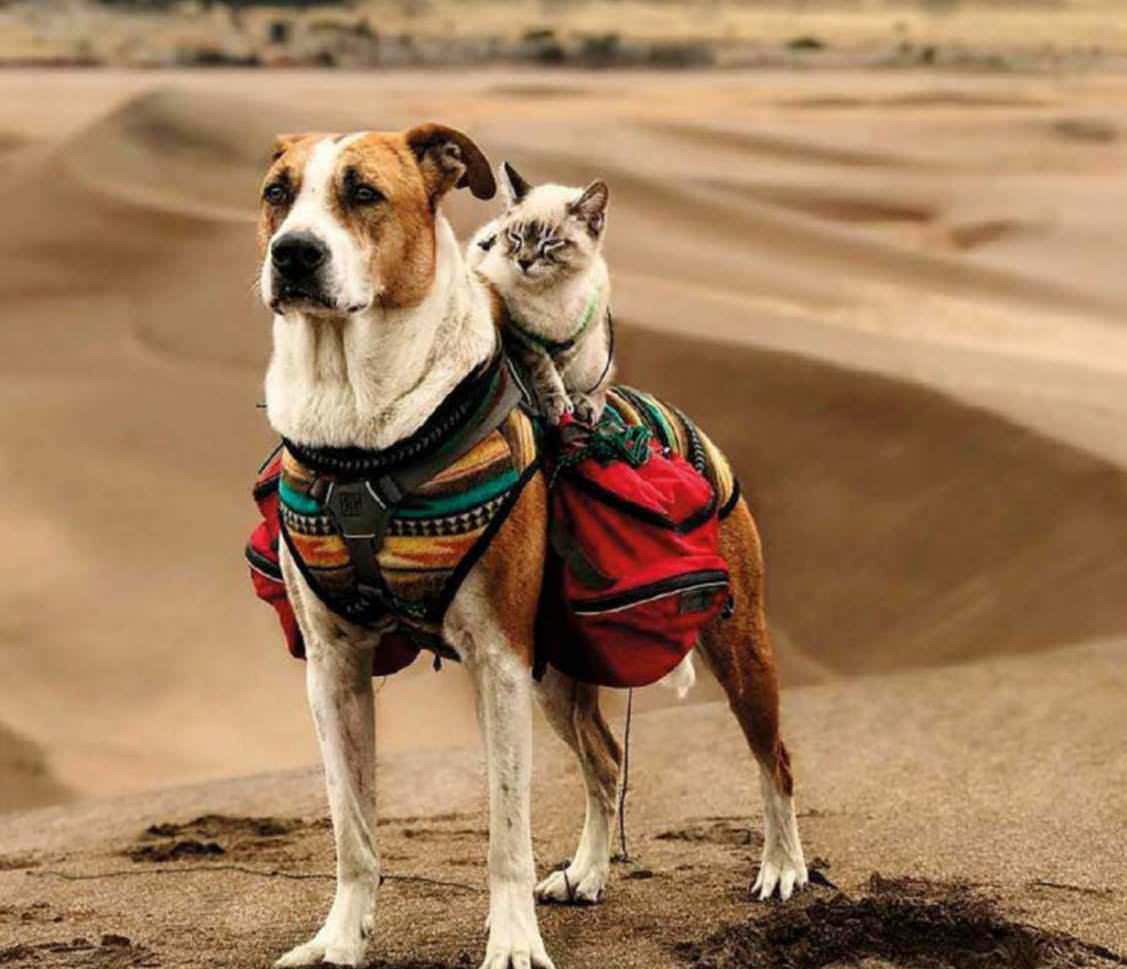 Best Furry Friends Forever Best Furry Friends Forever