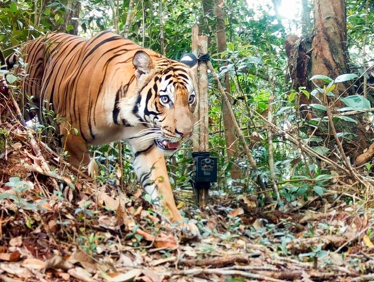 The Tiger's Forest Malaysia | Expat Living Singapore - lifestyle - Read ...
