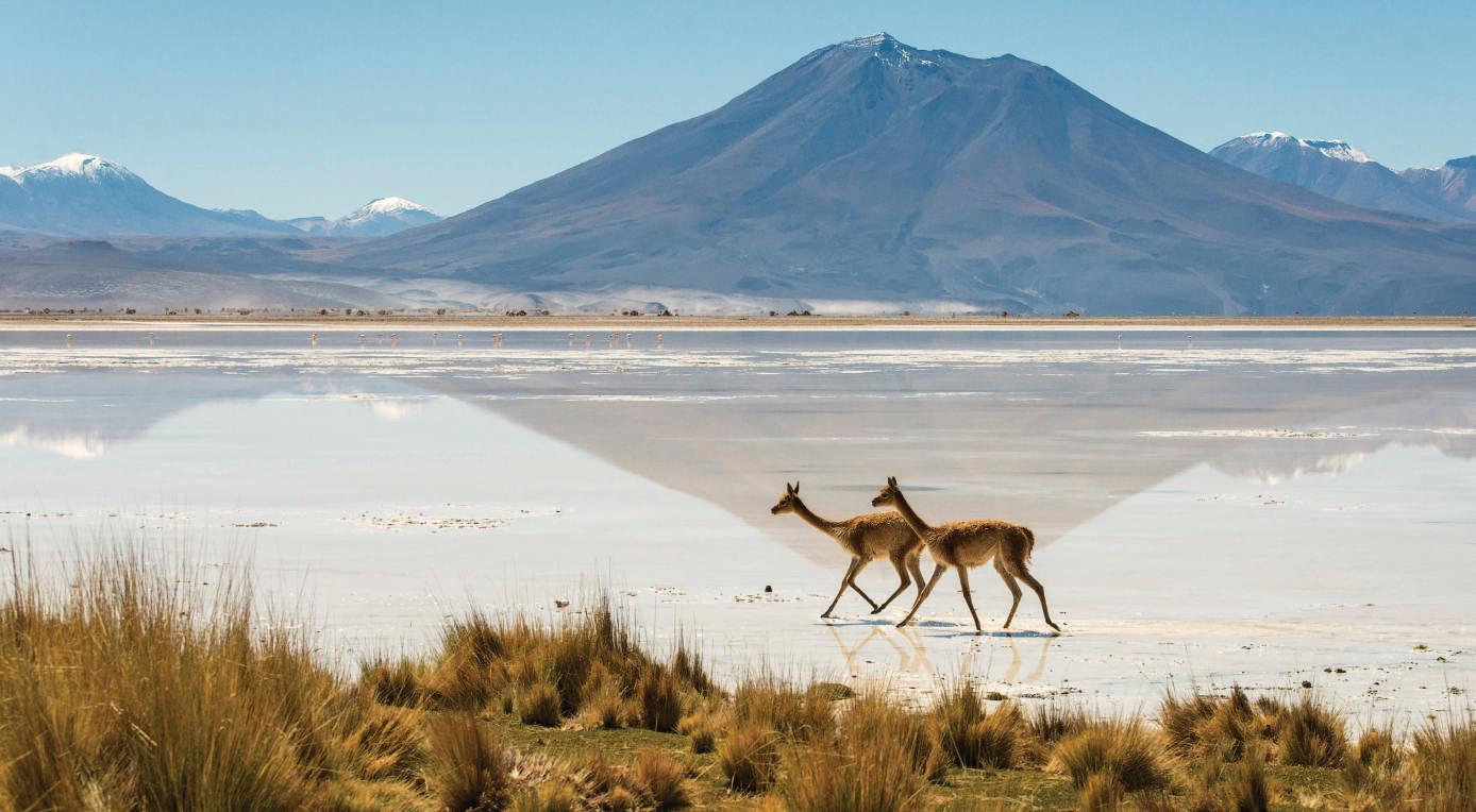 ProChile at 50 Strengthening Chile-India Trade and Tourism Ties ...