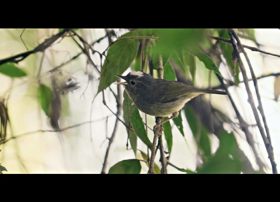 BIRDS AND DRAG IN THE PHILIPPINES | The PEAK Singapore - lifestyle ...