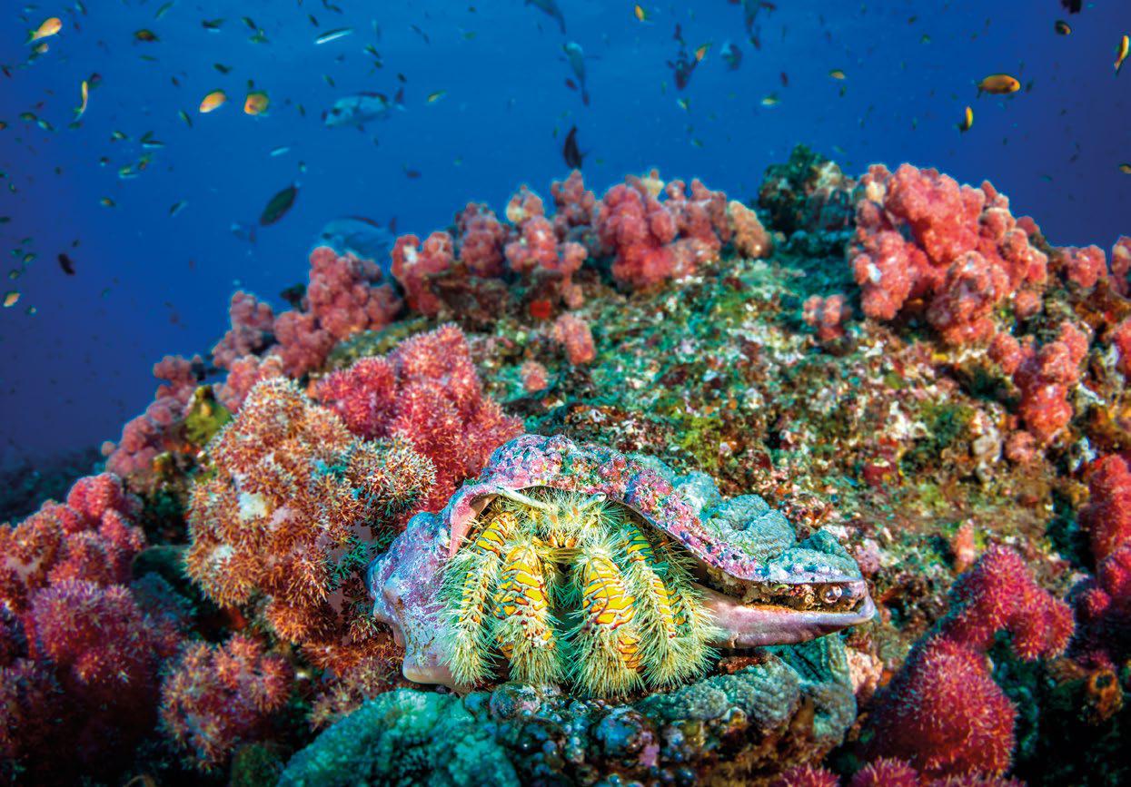 Coral reefs | YOU South Africa - entertainment - Read this story on ...