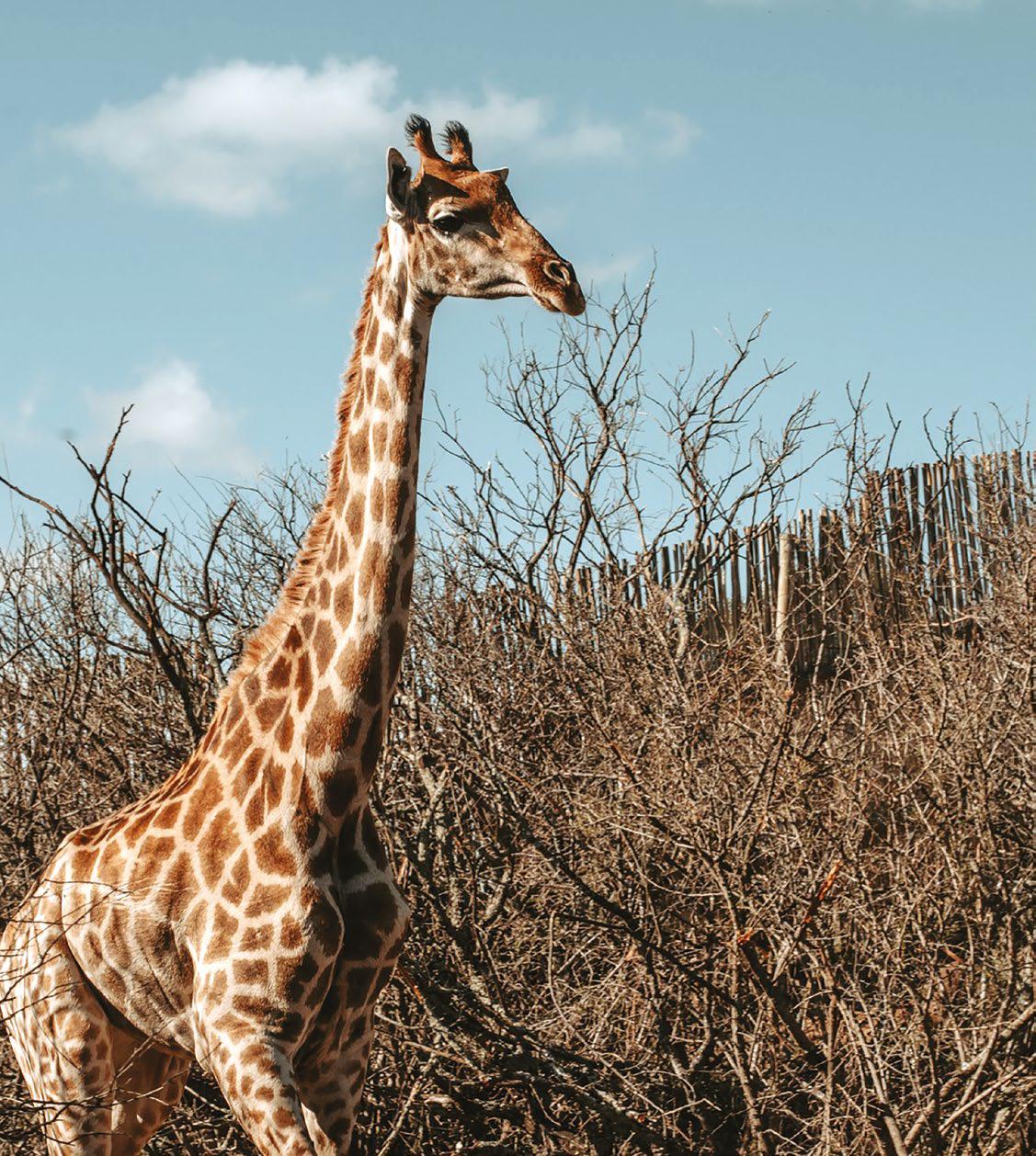 Giraffe centre opens near Bloem | YOU South Africa - entertainment ...