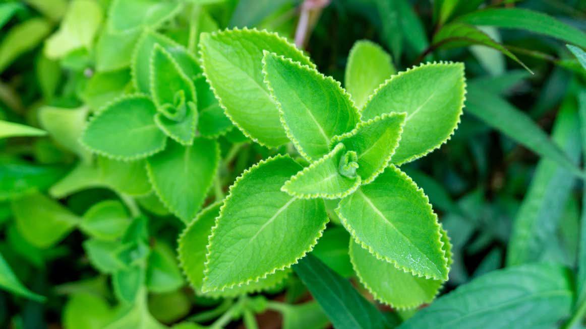 THE BENEFITS OF KARPOORAVALLI HERB THE FULLY LOADED MAGIC PLANT | Food ...