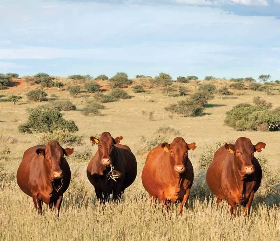 Maximising efficiency against heat stress in cattle Maximising efficiency against heat stress in cattle
