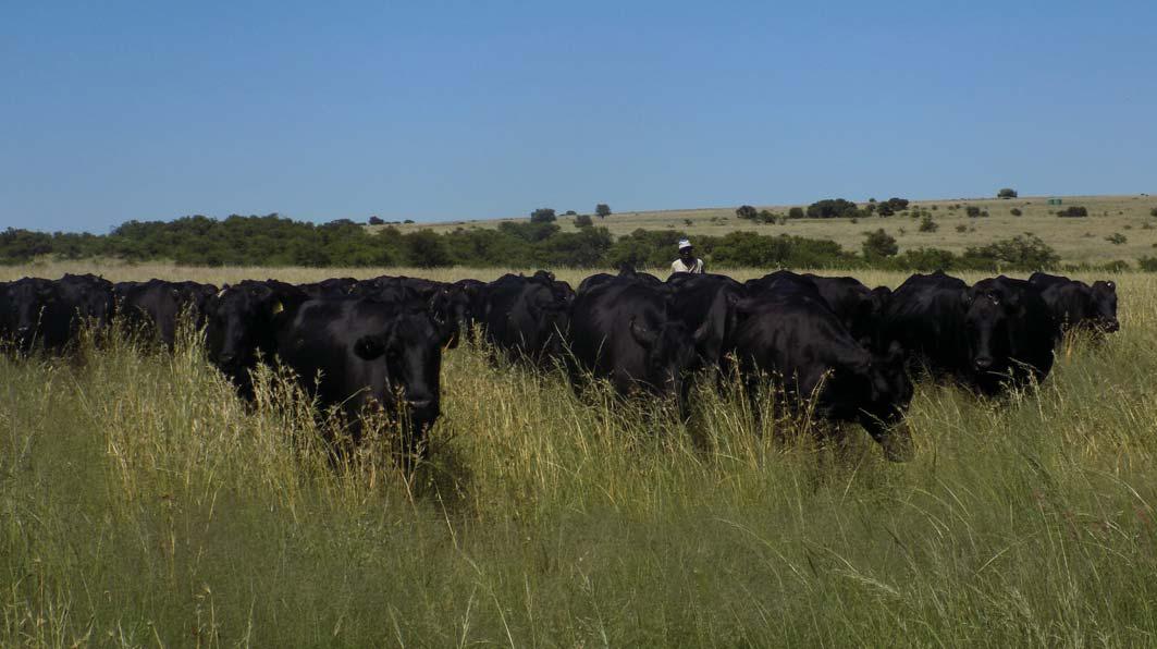 The story of the Drakensberger beef cattle breed's evolution in Africa ...