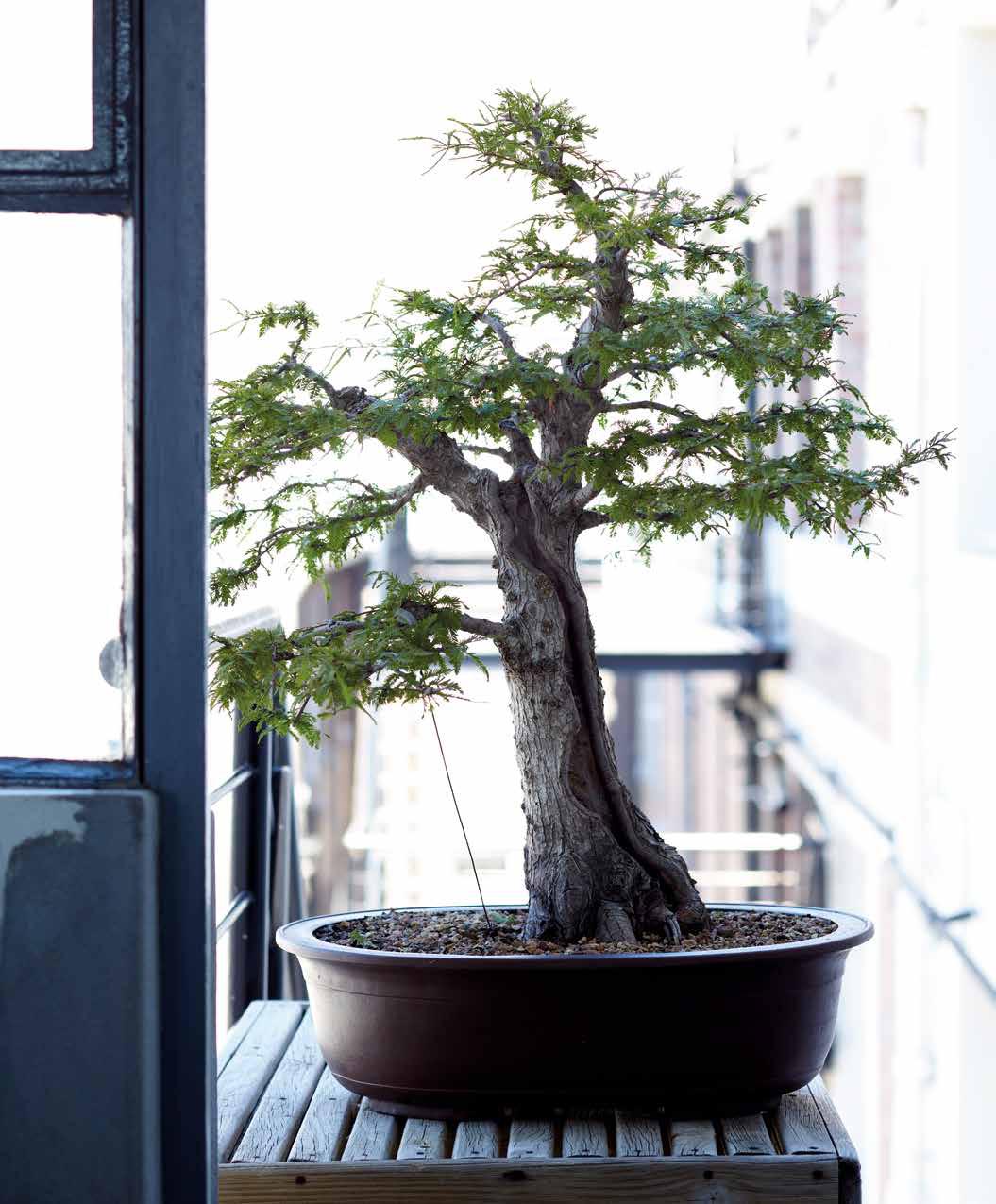 Trees of Life | South African Garden and Home - home - Read this story ...