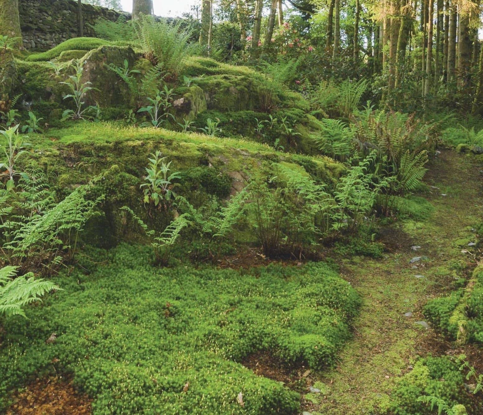Moss magic