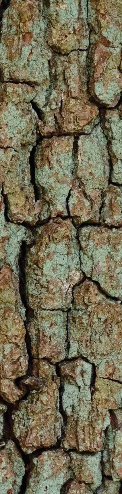 All bark and some bite | Country Life UK - lifestyle - Read this story ...