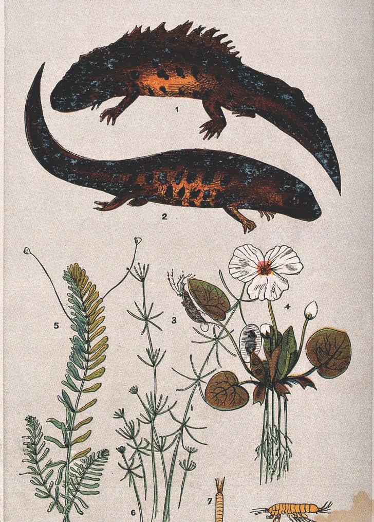 Beastly Britain: An Animal History | Country Life UK - lifestyle - Read ...