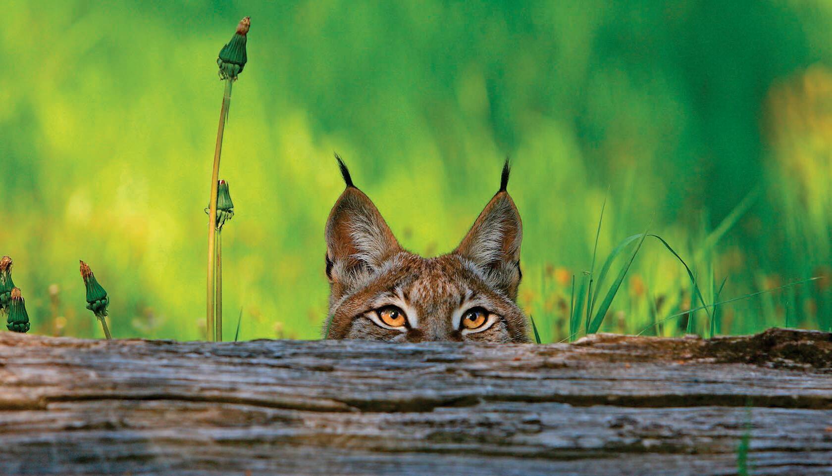 The missing lynx in the food chain? | Country Life UK - lifestyle ...