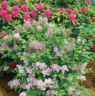 Top Ten Lilacs | Amateur Gardening - gardening - Read this story on ...