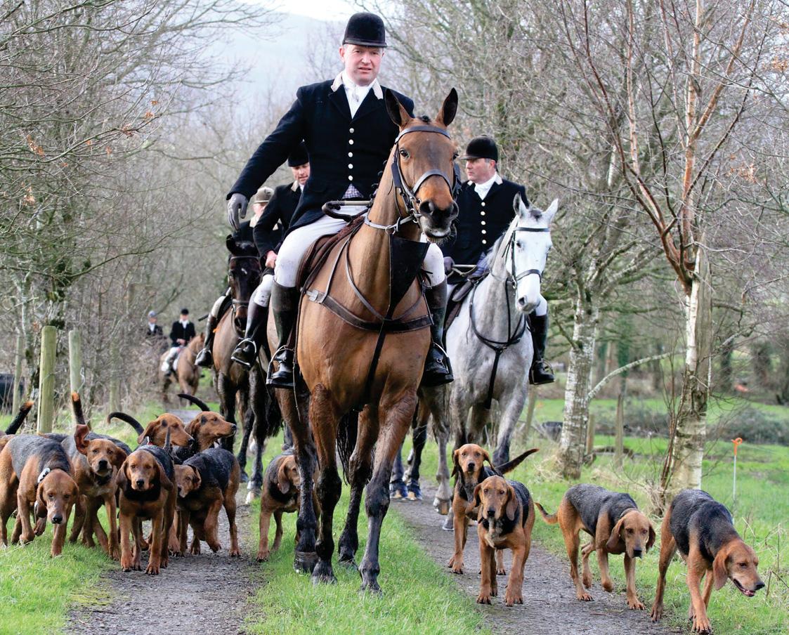 Noah's hounds | Horse & Hound - animals-pets - Read this story on ...