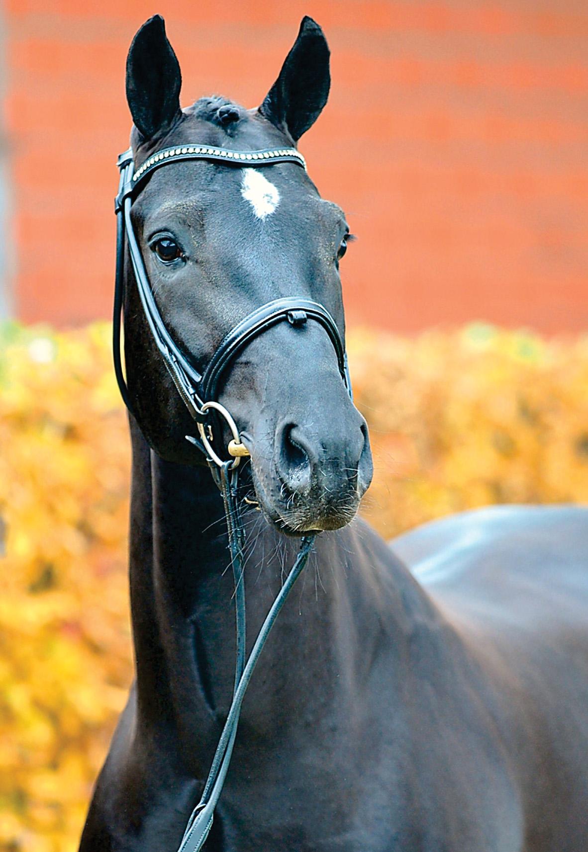 The stallion who rose to the challenge | Horse & Hound - animals-pets ...