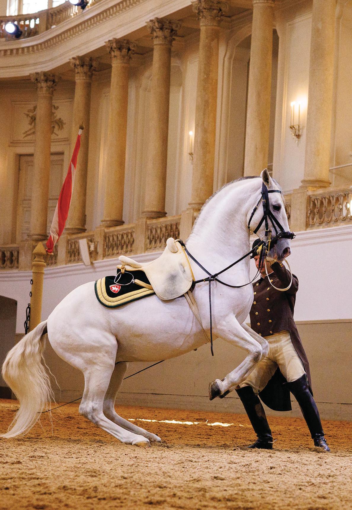 Spanish Riding School rider | Horse & Hound - Animals Pets - Read this ...