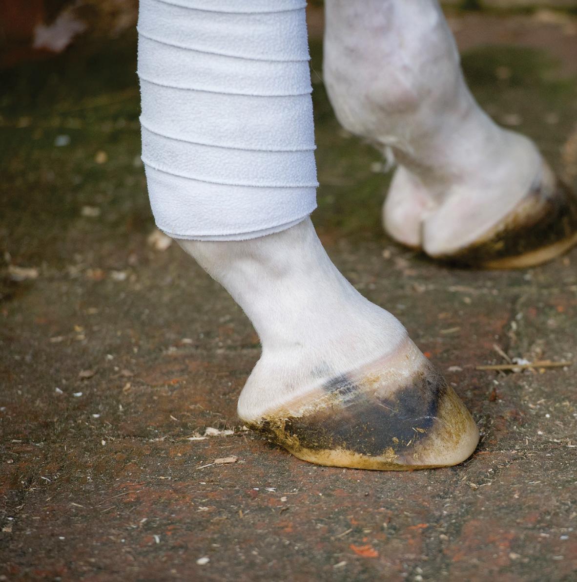 Going barefoot | Horse & Hound - animals-pets - Read this story on ...