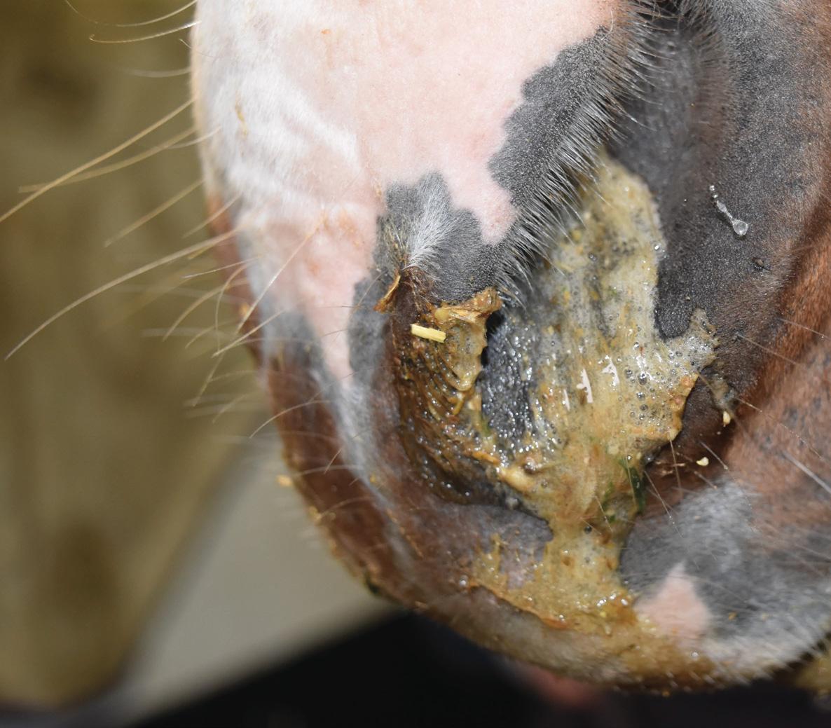 Choked up | Horse & Hound - Animals Pets - Read this story on Magzter.com