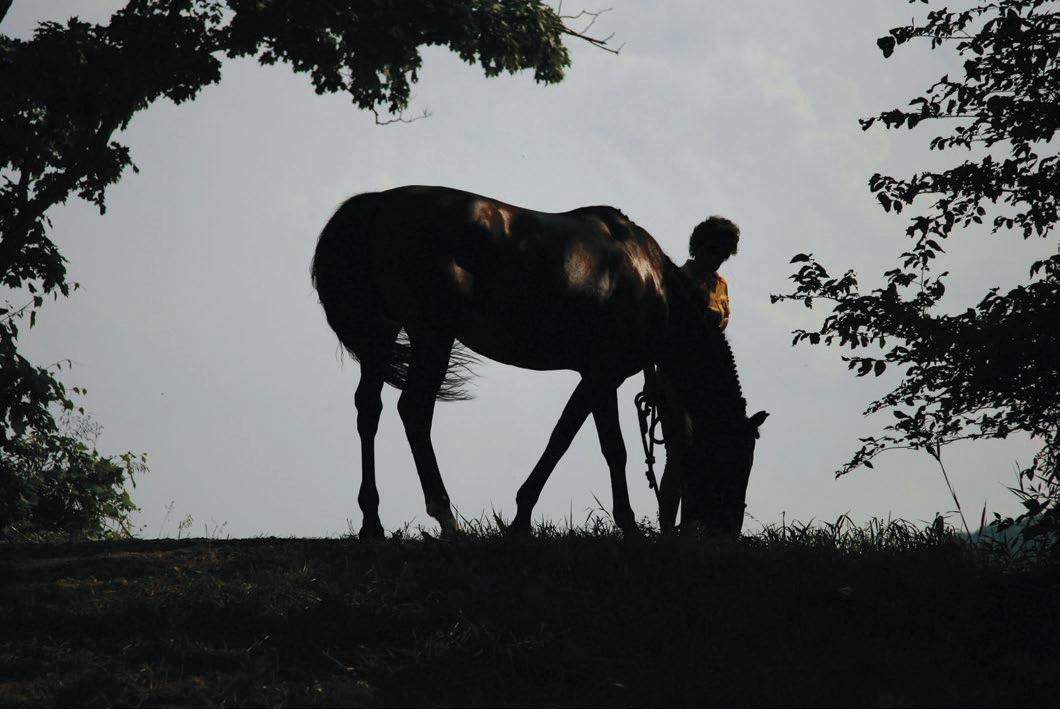 Seeing friends' bodies can help horses process grief | Horse & Hound ...
