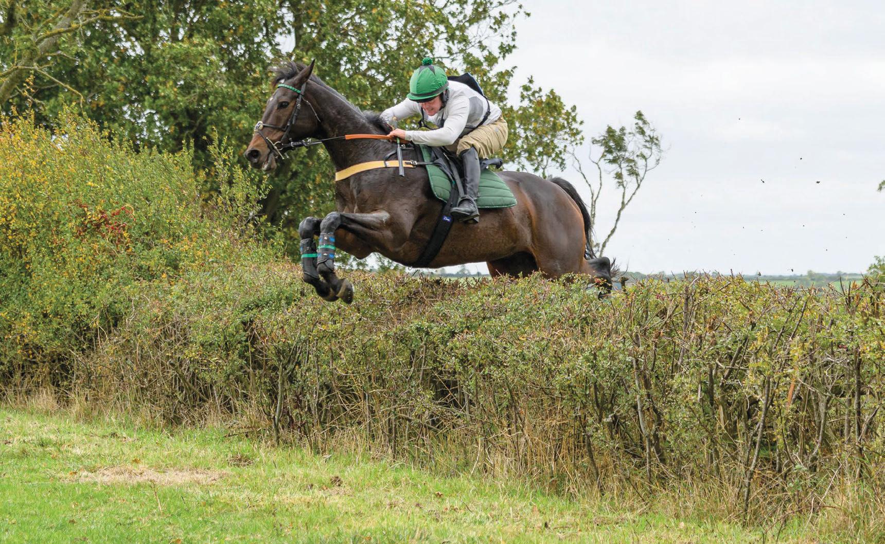 Linehan has a new Hero | Horse & Hound - animals-pets - Read this story ...