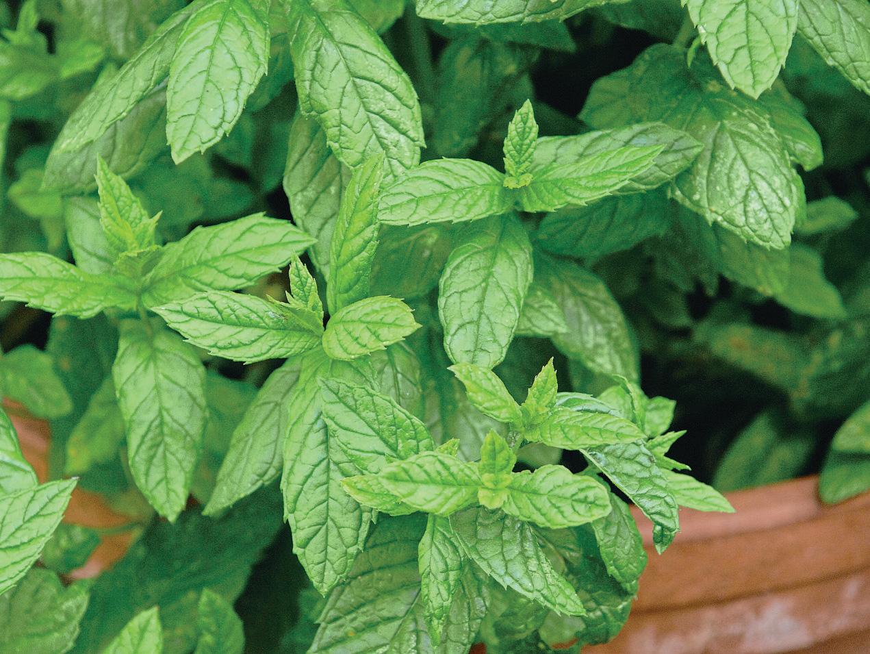 HERB OF THE MONTH MINT | Kitchen Garden - Gardening - Read this story ...