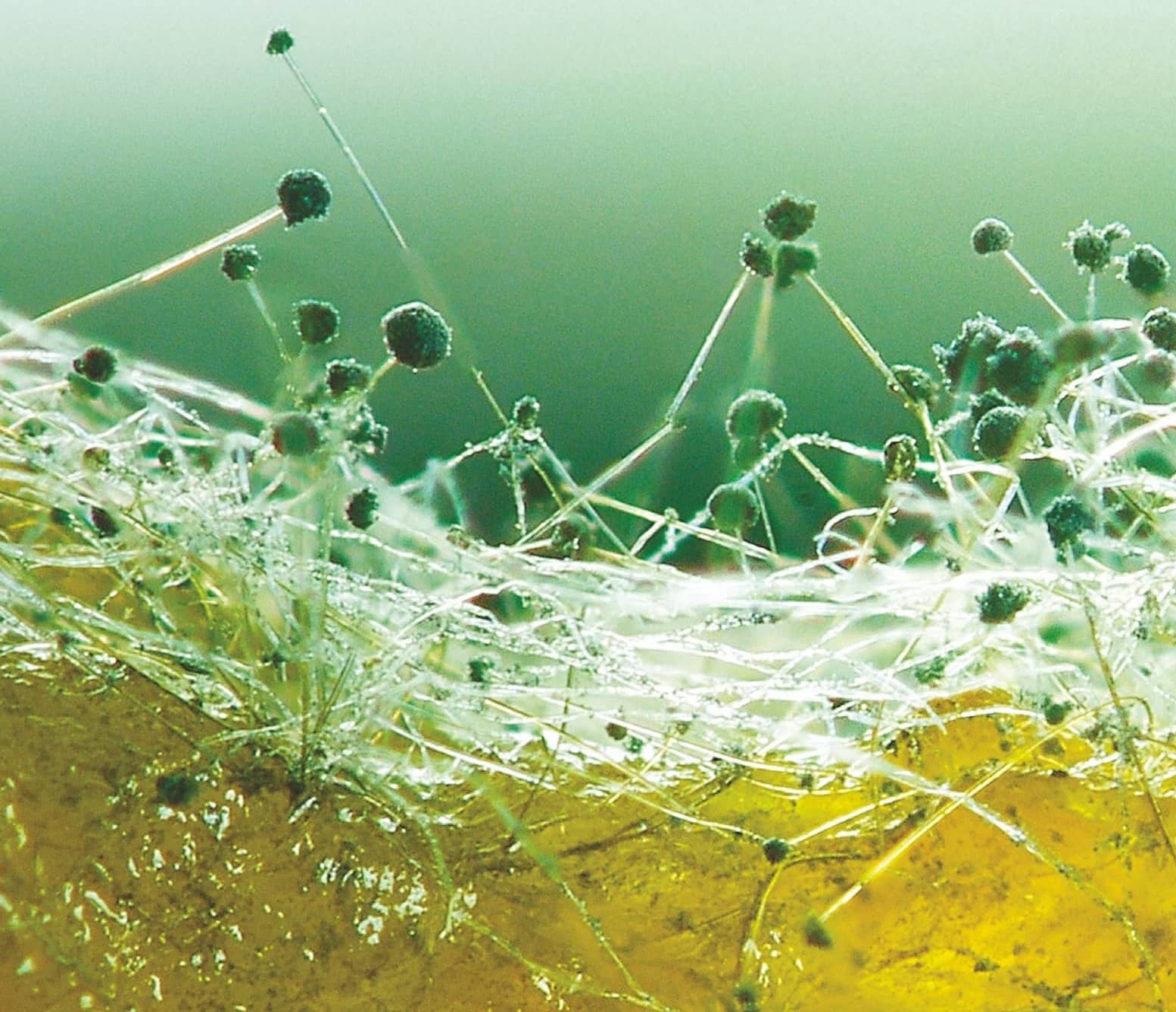 UNDERSTANDING AND OVERCOMING THE EFFECTS OF MOLD TOXICITY AND BIOTOXIN ...