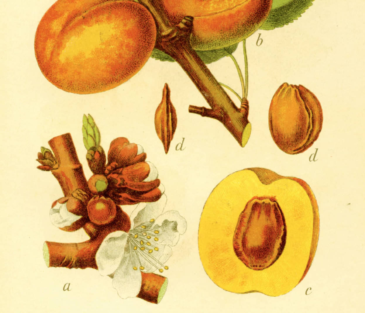 The First Fruit
