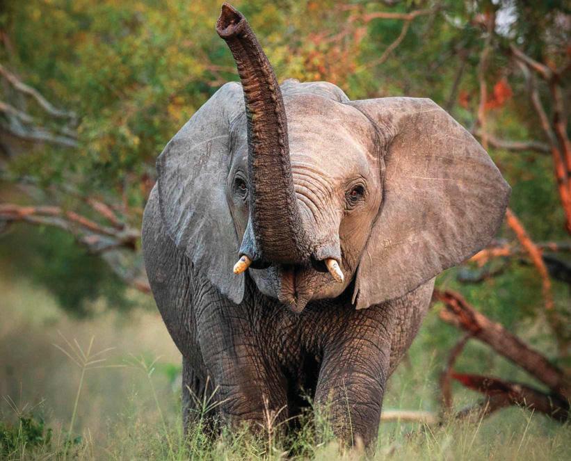Smell: an ancient animal sense | BBC Wildlife - animals-pets - Read ...