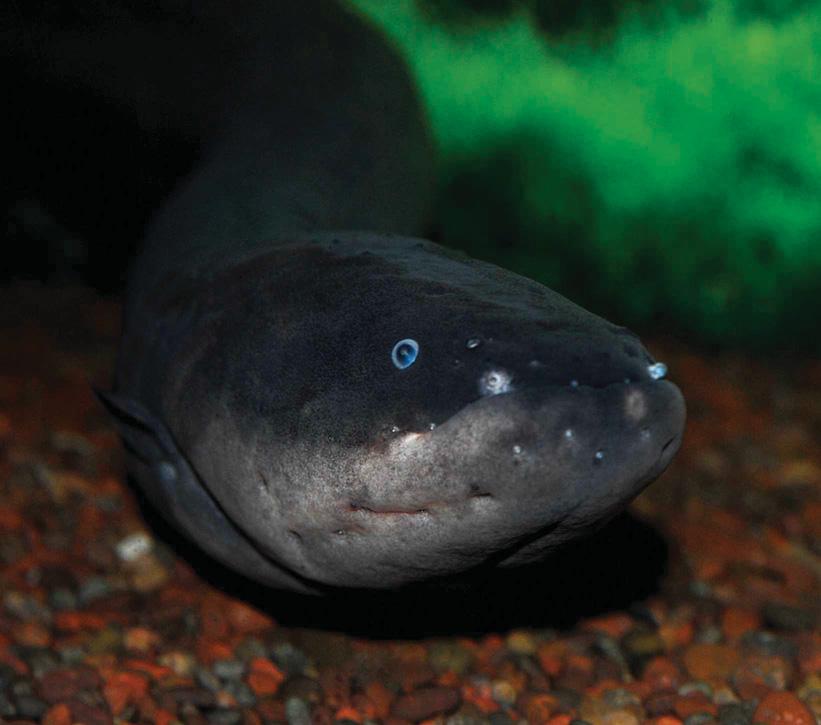 Electroreception: a shocking sense | BBC Wildlife - animals-pets - Read ...