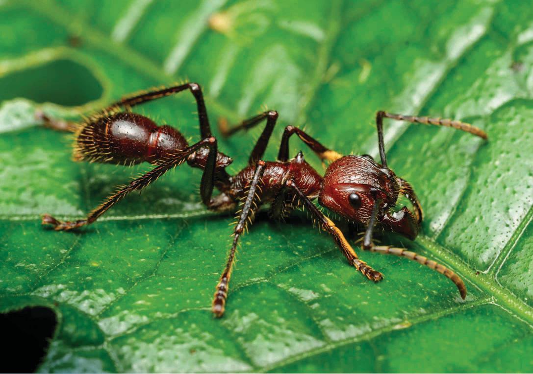 The bullet ant | BBC Wildlife - animals-pets - Read this story on ...