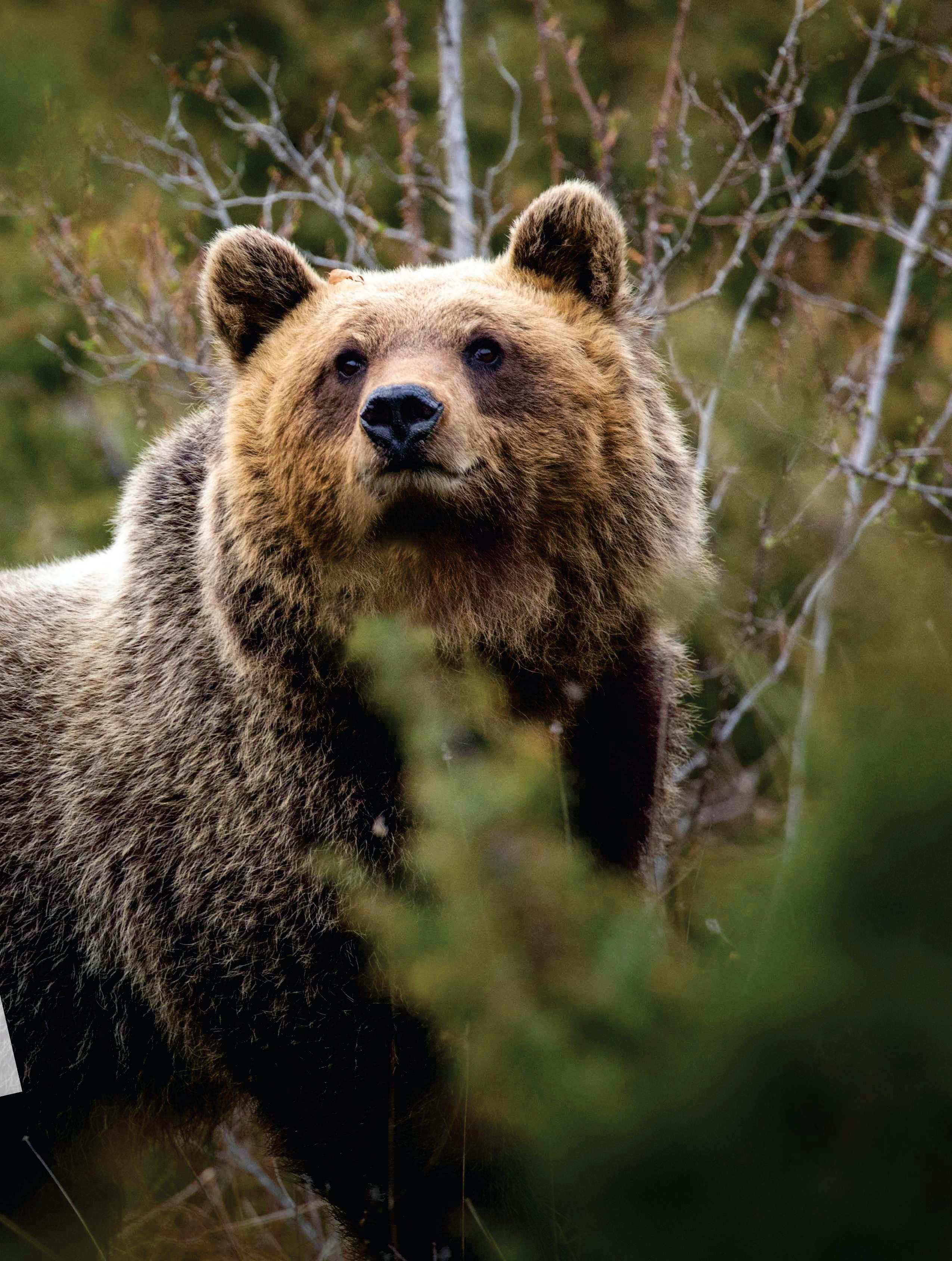 GOING ON A BEAR HUNT | BBC Wildlife - animals-pets - Read this story on ...