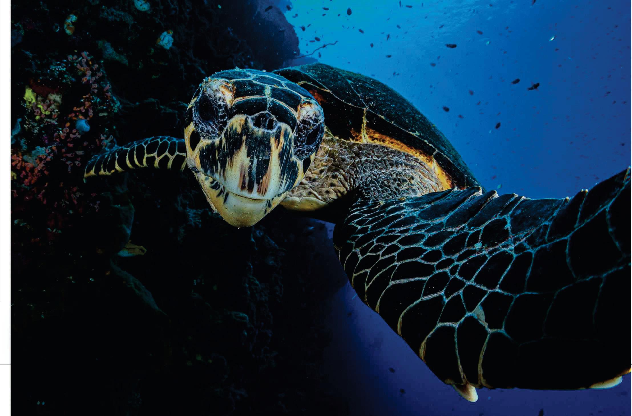 Who owns the ocean? | BBC Wildlife - animals-pets - Read this story on ...