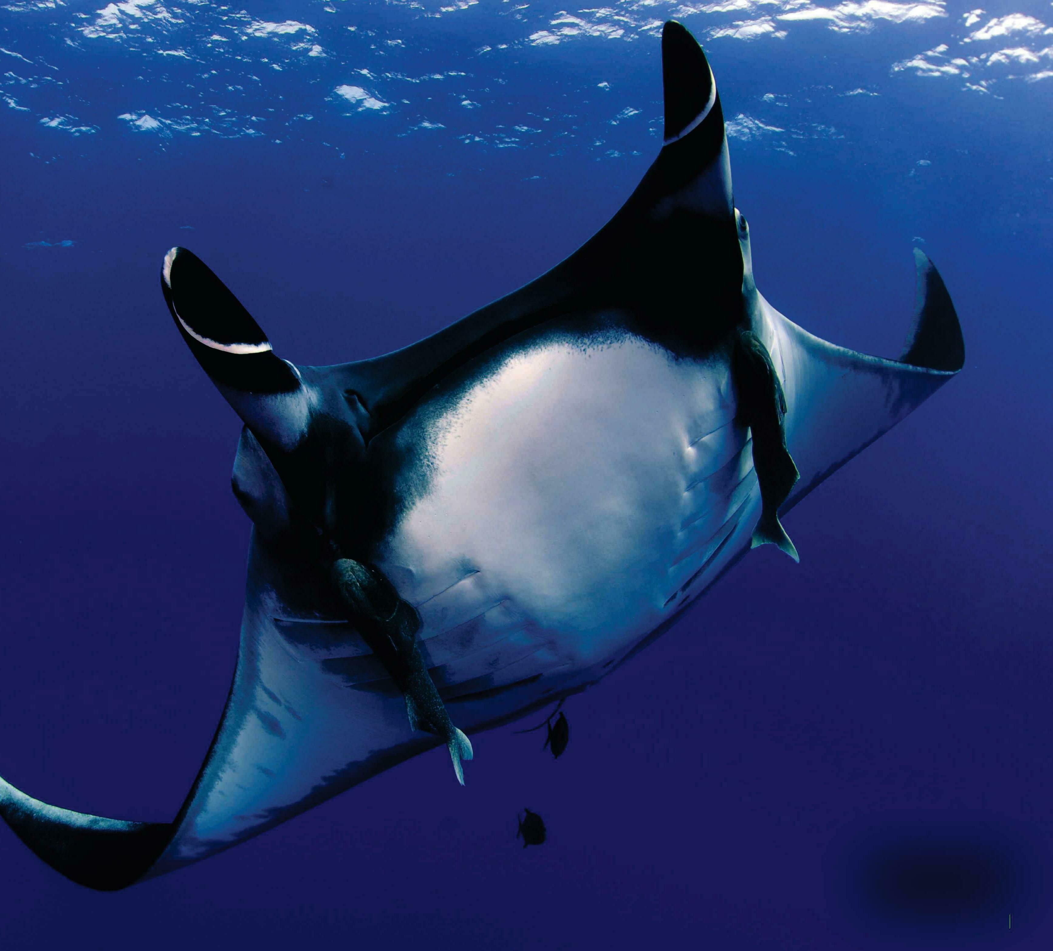 Oceanic manta rays dive deep to navigate | BBC Wildlife - animals-pets ...