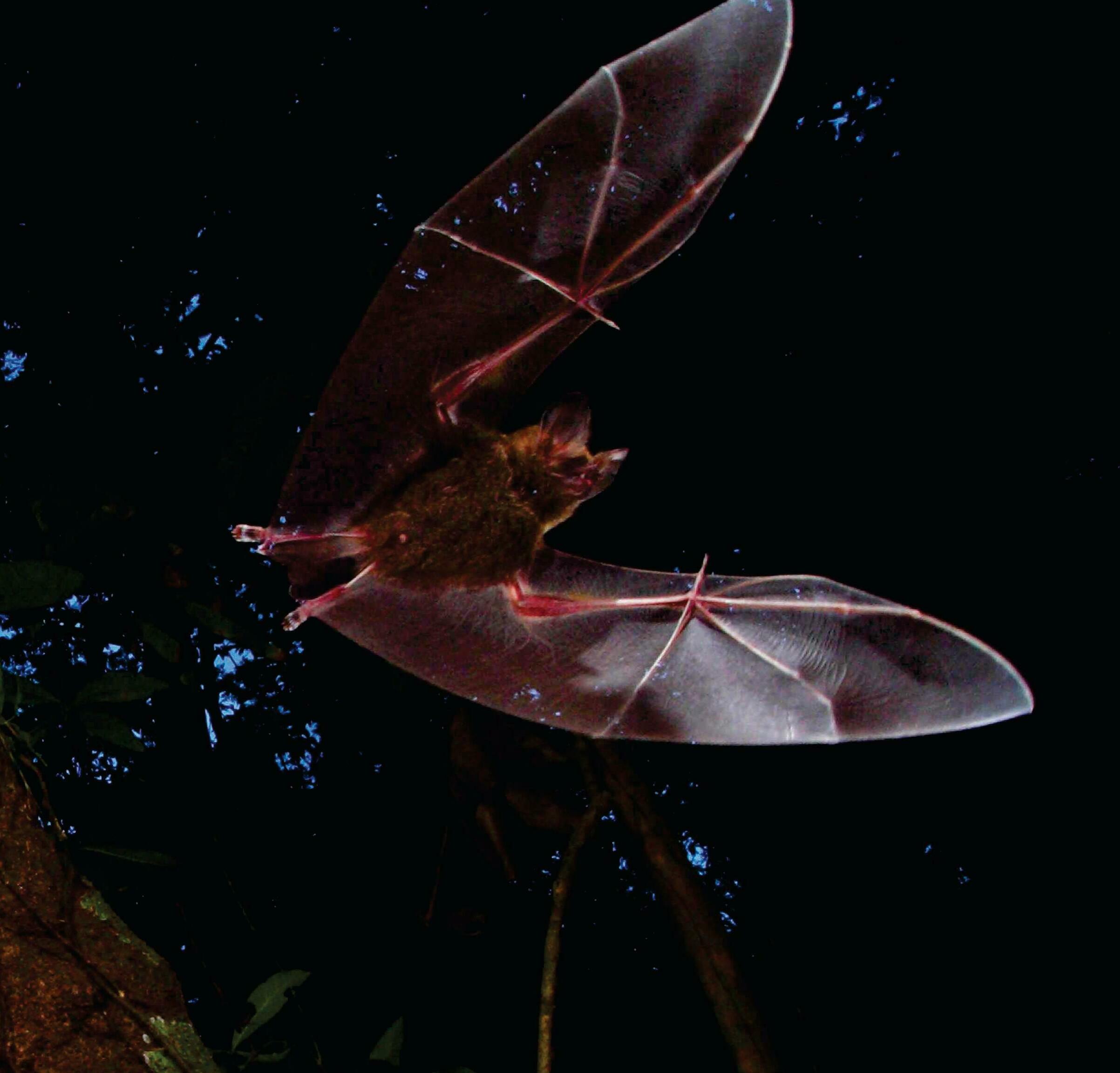 Feisty bats hunt like lions | BBC Wildlife - animals-pets - Read this ...