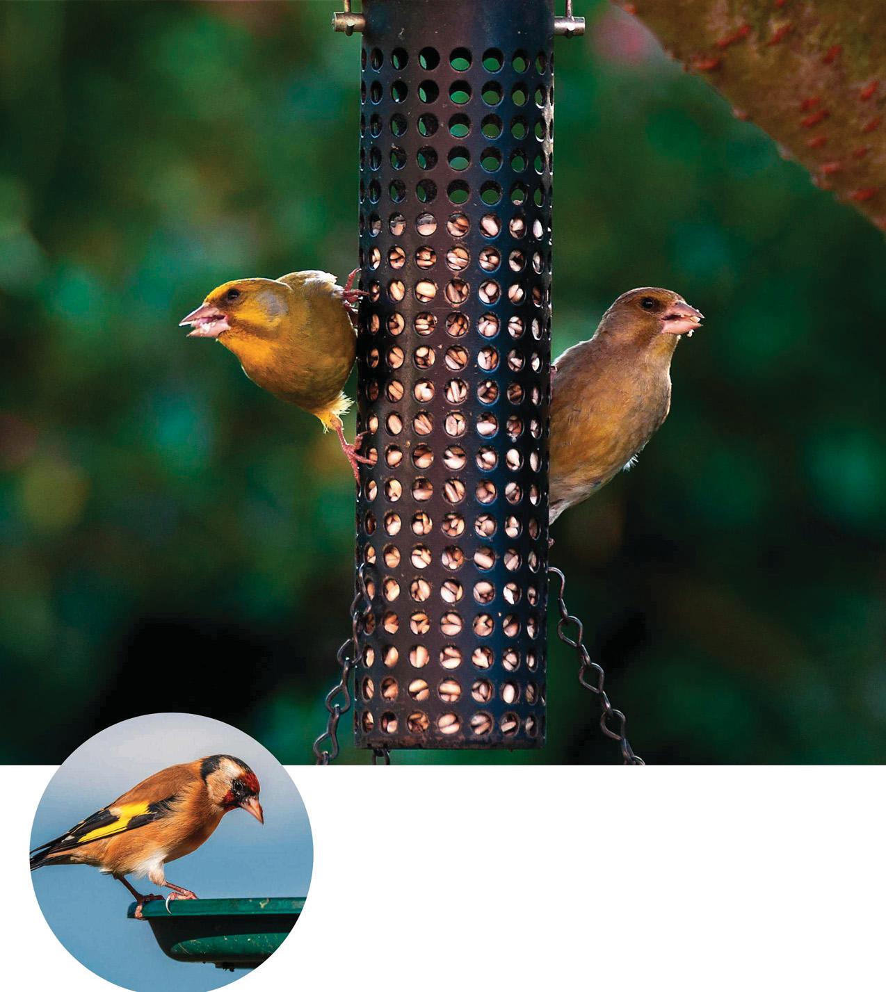 RSPB WARNS AGAINST USING FLAT BIRD FEEDERS | BBC Countryfile Magazine ...