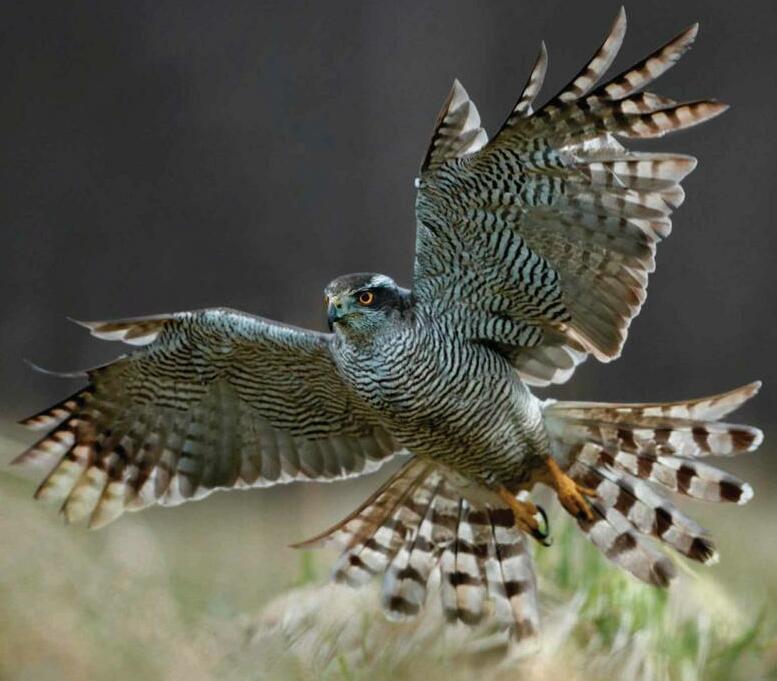 GOSHAWKS SPREAD THEIR WINGS | BBC Countryfile Magazine – lifestyle – Lesen Sie diese Geschichte ...