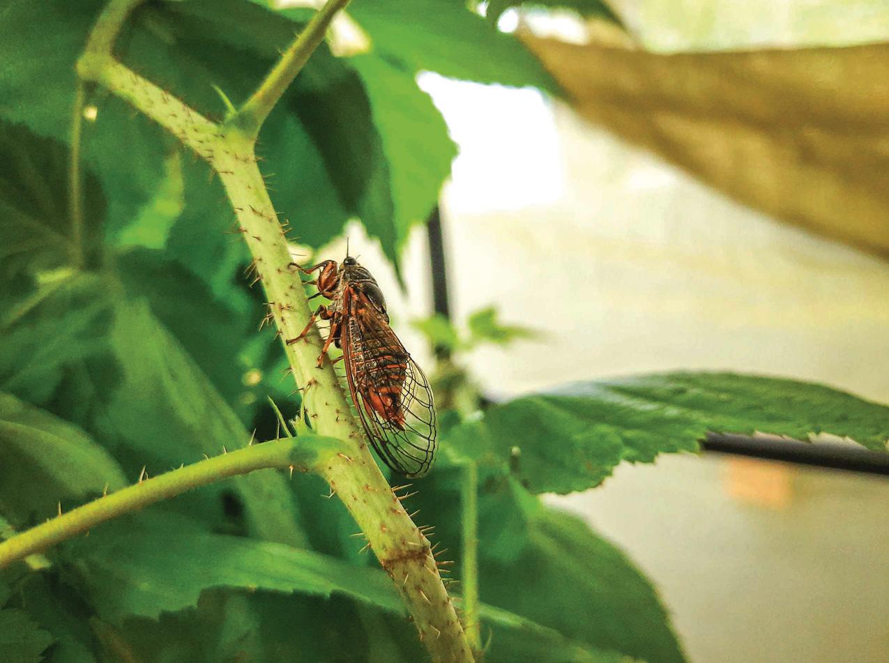 CICADAS RETURN AFTER 30-YEAR ABSENCE | BBC Countryfile Magazine - lifestyle - Read this story on ...