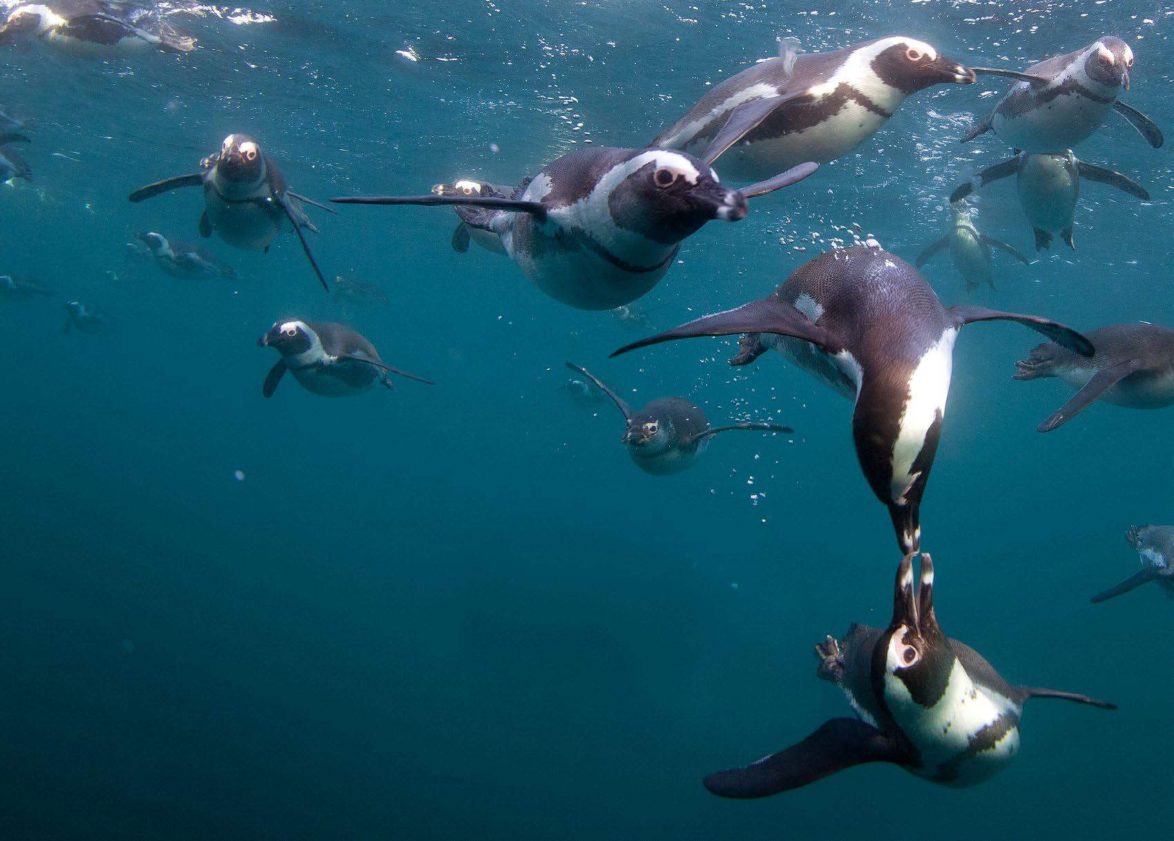 AN ENDURING LEGACY | African Birdlife - animals-pets - Read this story ...
