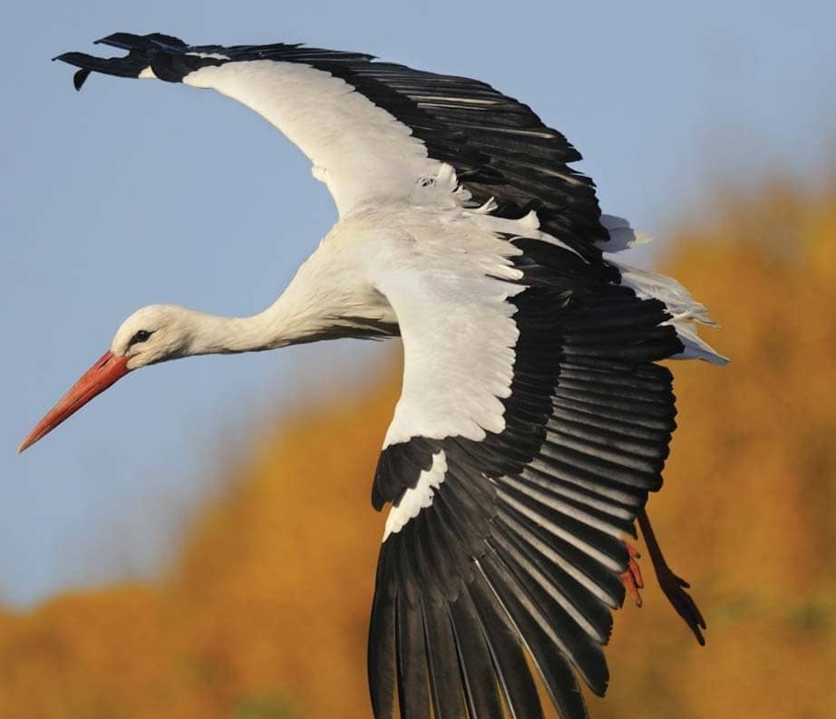 Feather By Feather
