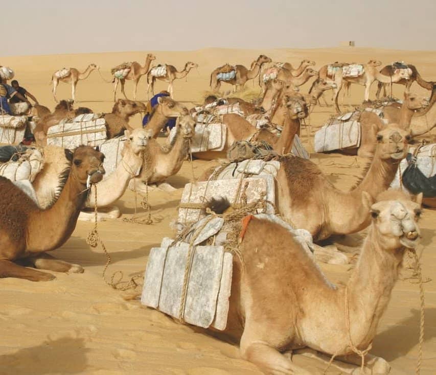 WHITE GOLD: The Sahara Salt Trade