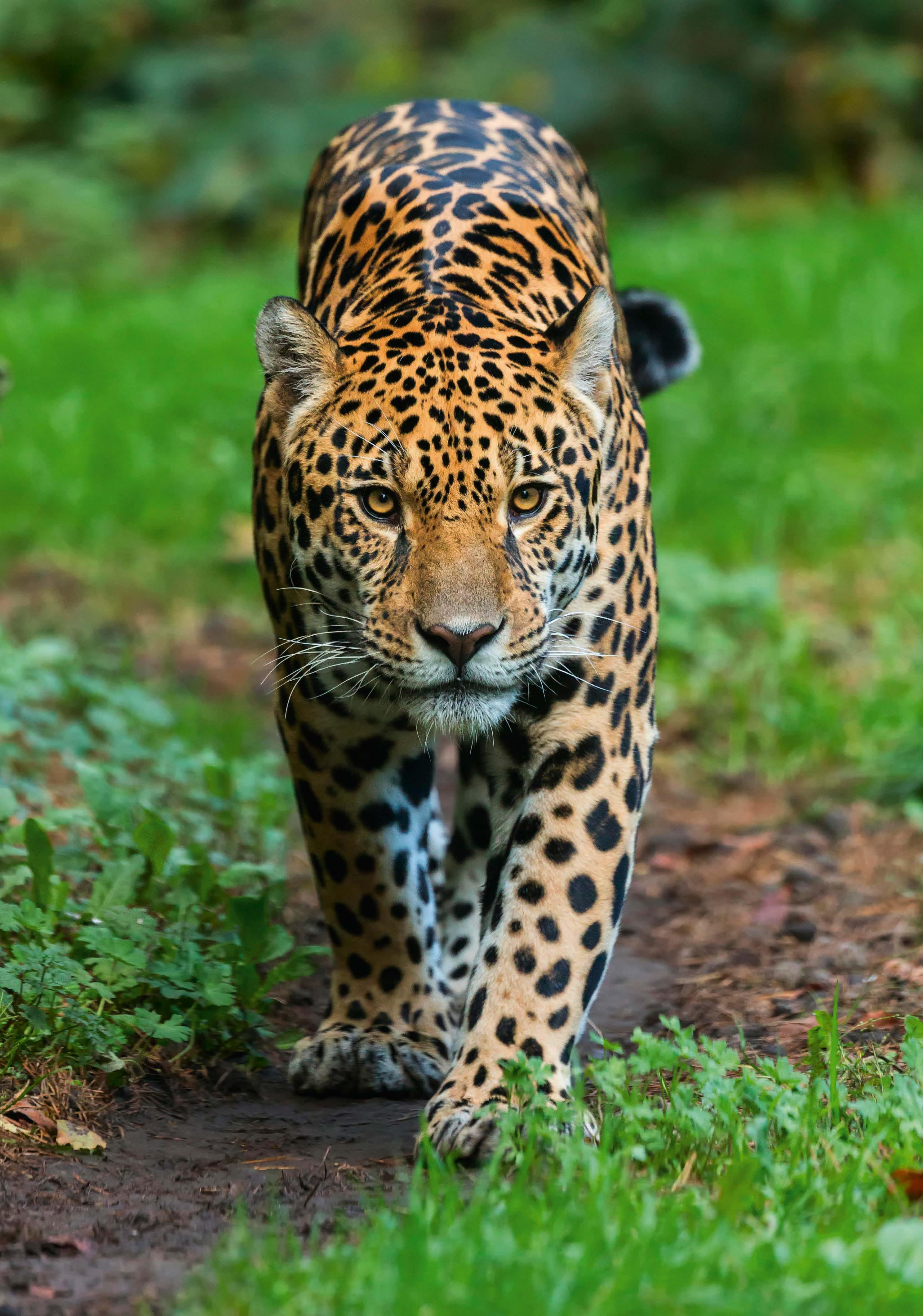 CAIMANS, CAPYBARAS & VERY BIG CATS | National Geographic Traveller (UK ...