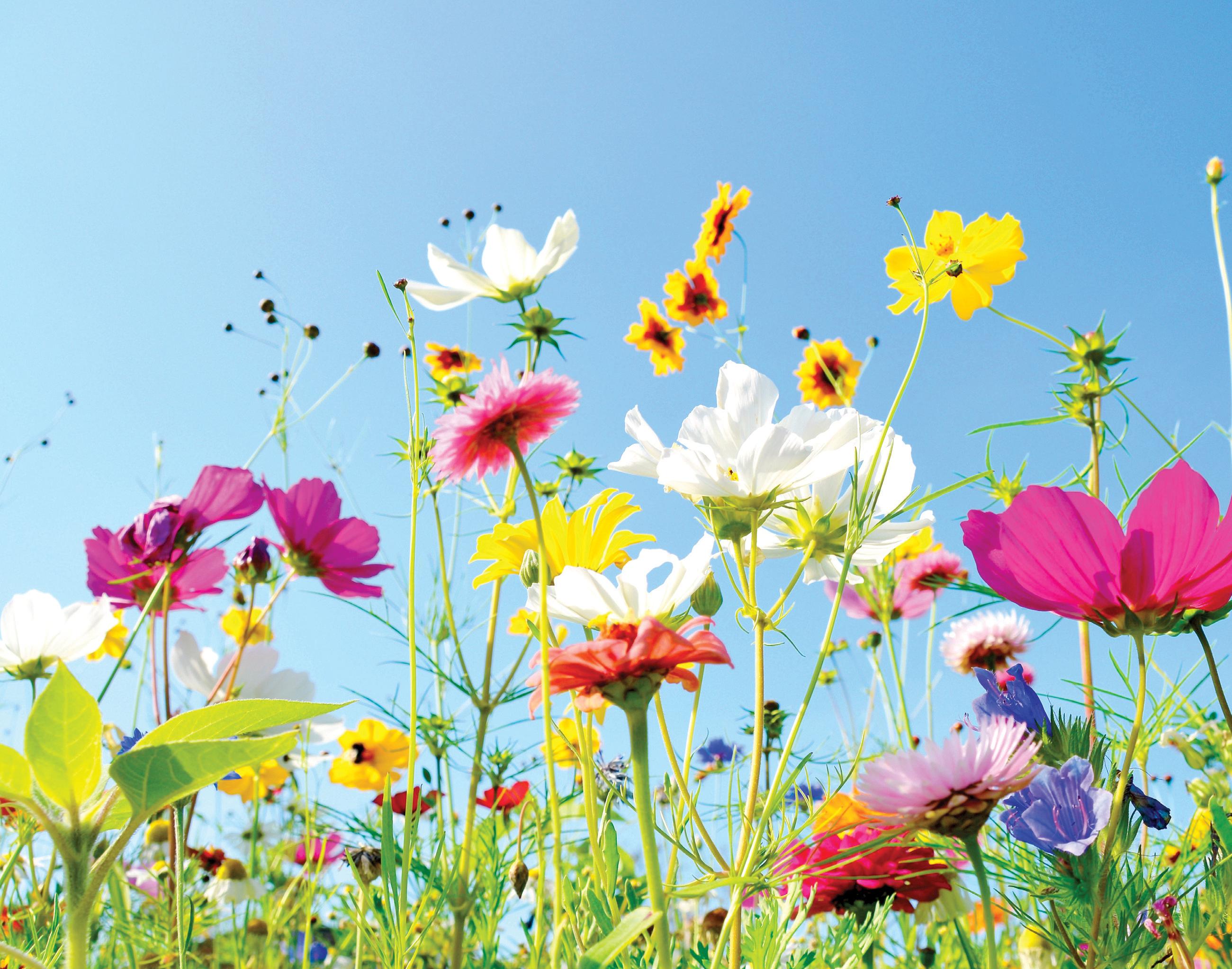 FLOWER POWER | Woman’s Day Magazine New Zealand - womens-interest ...