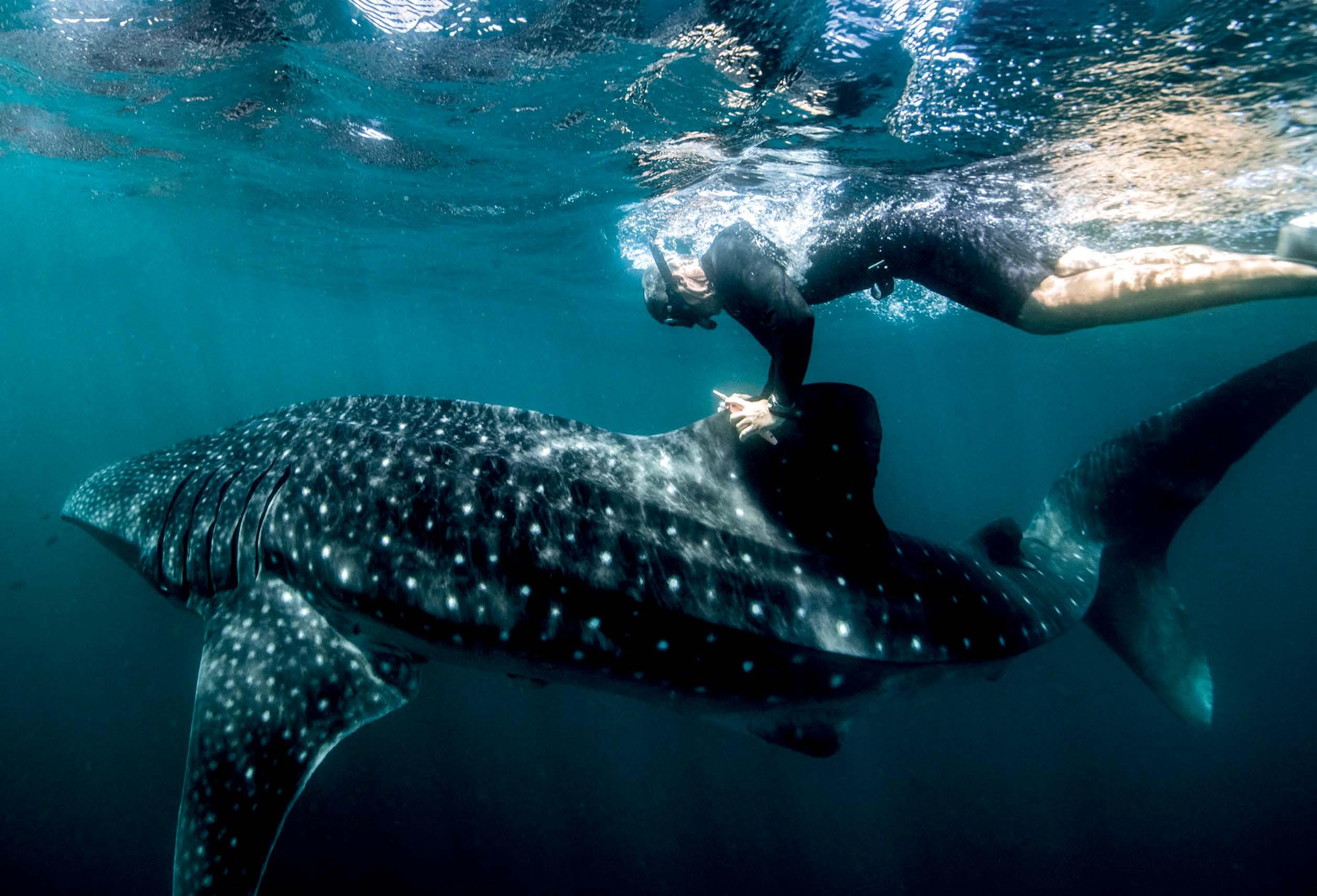 Save The Whale Shark, Save The World | Augustman Malaysia - lifestyle ...