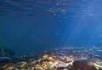 'Bizarre' Creatures Found Living In Depths Of Indian Ocean: Scientists ...