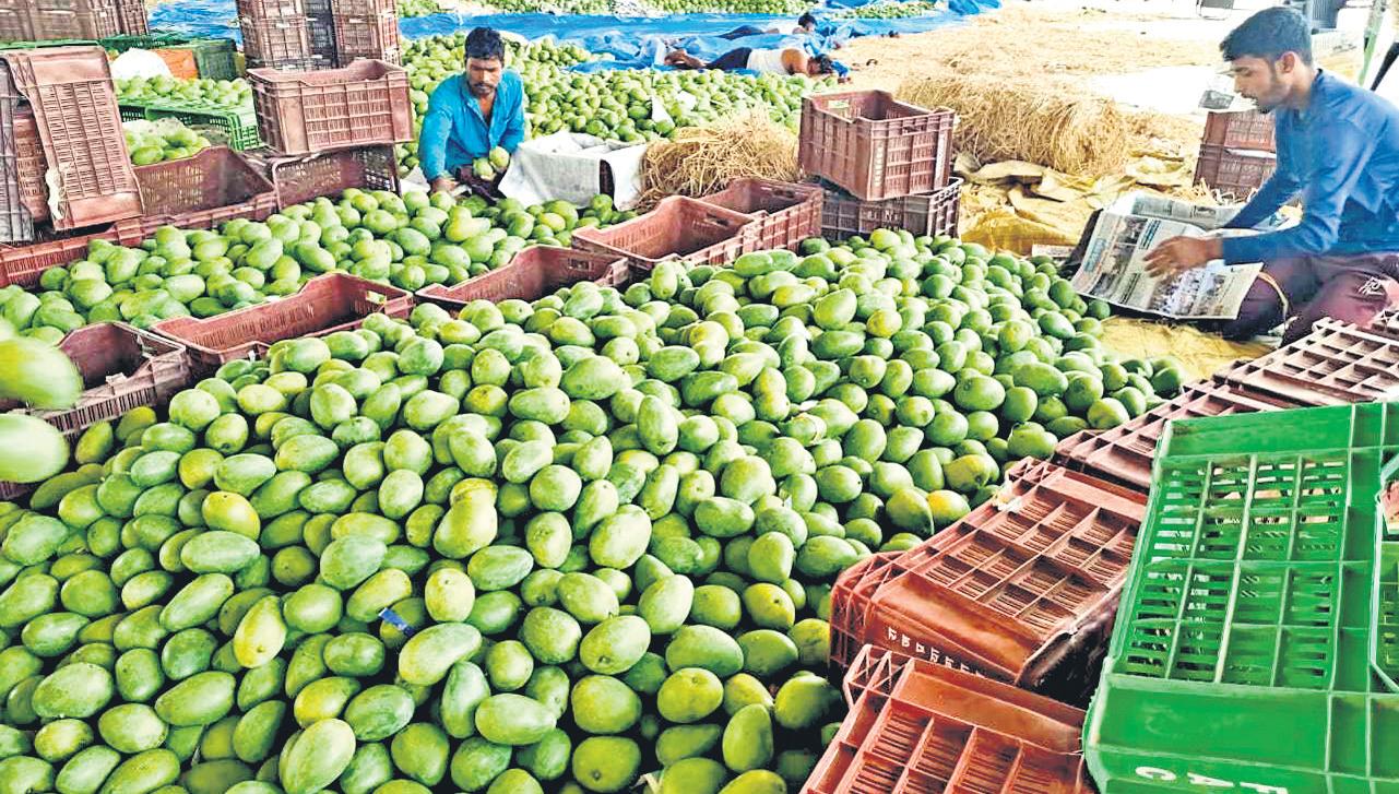 Jagtial’s famed mango market lies desolate with scant fruit arrivals ...
