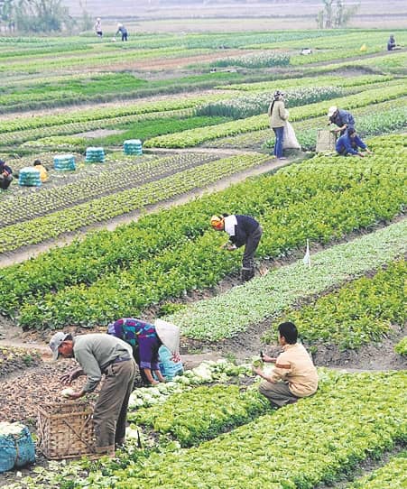 Ozone pollution costs Asia billions in lost crops: Study | The New ...