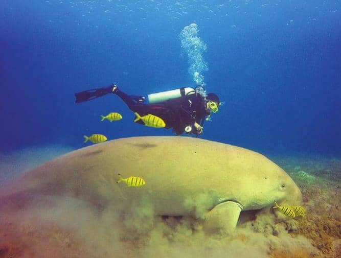STATE BEGINS WORK ON INDIA'S IST DUGONG RESERVE IN PALK BAY | The New ...