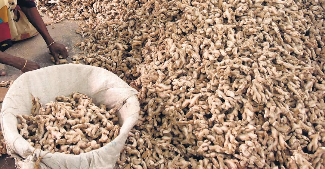 Ginger Price At 12-Year High, Consumers In Tears | The New Indian ...