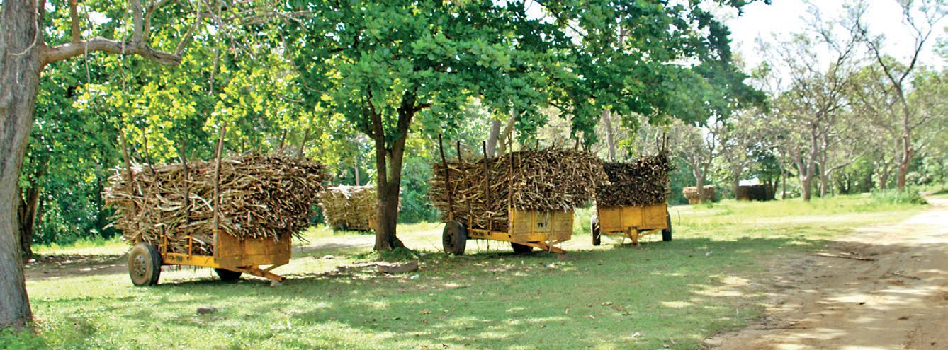 PELWATTE, SEVANAGALA'A SUGAR FACTORIES IN A CRISIS DUE TO MISMANAGEMENT ...