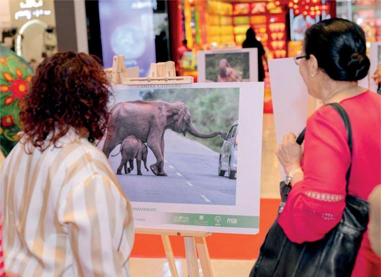 Spa Ceylon shines a lens on the Human-Elephant conflict | Daily Mirror ...