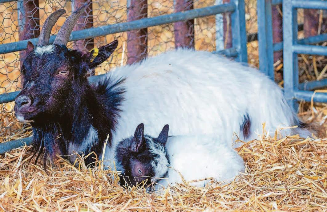 Adorable baby animals spring into life as new season begins | Cambridge ...