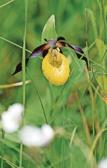 Rare flower found in wild for first time in nearly 100 years ...